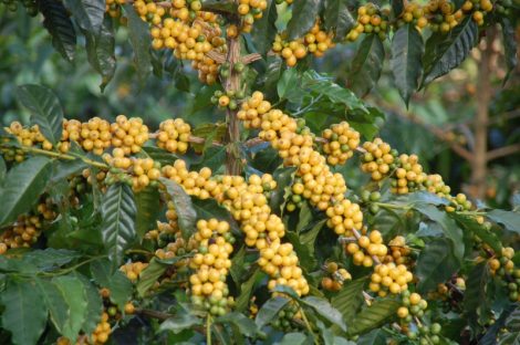 Peacemaker - Organic Fair Trade Brazilian Coffee – Kings Koffee